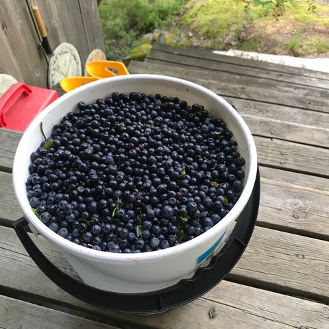 Tuore mustikka | Tori