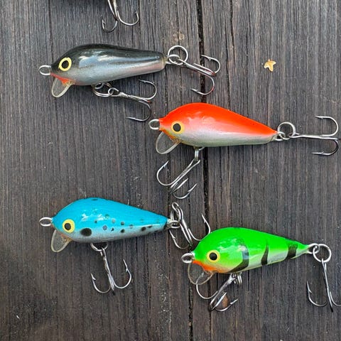 Erilaisia vieheitä | Tori