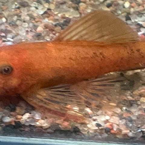 Albiino partamonni koiras | Tori