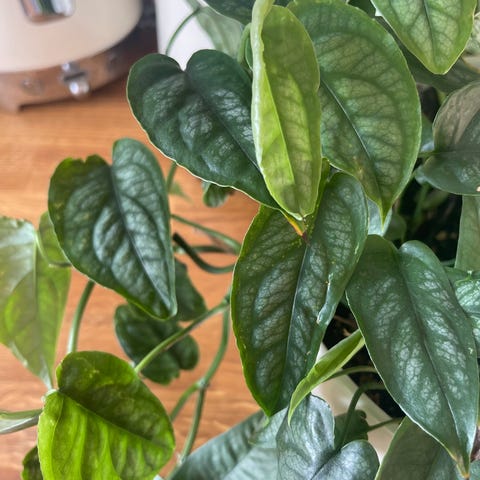 Monstera Adansonii Variegata pistokkaita | Tori