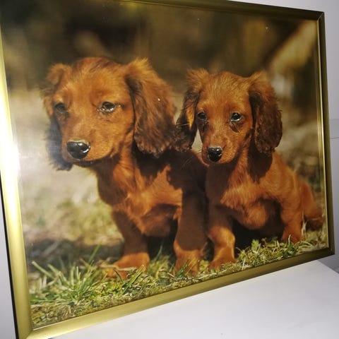 Ranskandoggipentu, ajaton koirataulu 38x28 upeat kehykset! | Tori