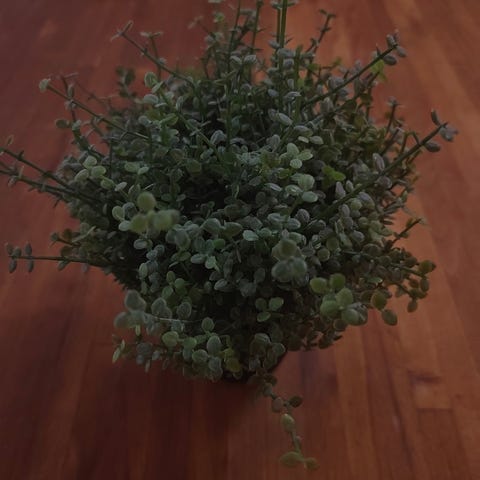 IKEA FEJKA tekokasvi | Tori