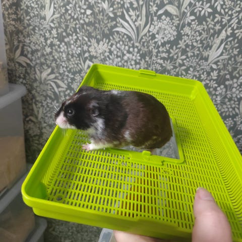 Syyrialainen hamsteri naaras | Tori