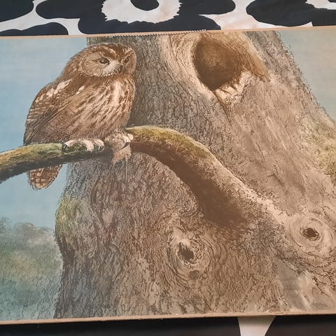 Opetustaulu, Saukko | Tori