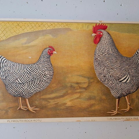 Opetustaulu, Saukko | Tori