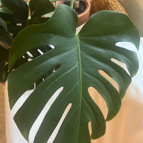 Monstera Deliciosa Albo Variegata | Tori