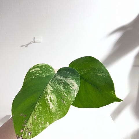 Monstera Deliciosa Albo Variegata | Tori
