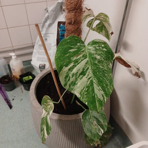 Monstera Deliciosa Albo Variegata | Tori