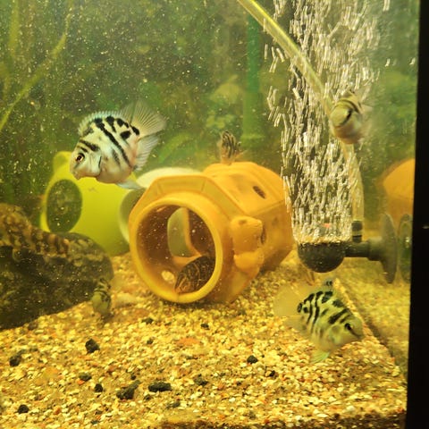 Polar blue parrot cichlid kutupari // breeding pair | Tori