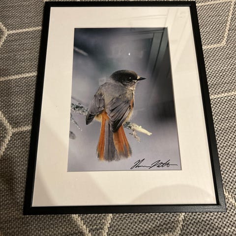 Valokuvataulu jossa riekko | Tori