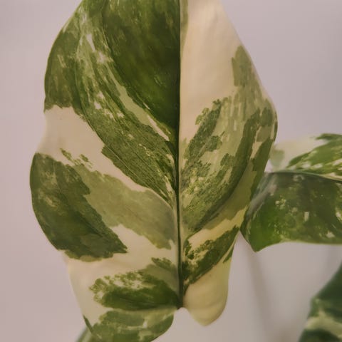 Monstera Adansonii Variegata pistokkaita | Tori
